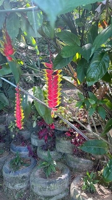 Favela Botanical Garden from Garbage Dump – Fire Pit Cell